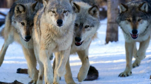 The Wolf Comeback Is Real: These 15 US States Are Seeing a Rise in ...