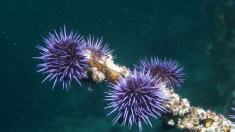 These 17 Creatures Can Regrow Body Parts And The Science Behind ...