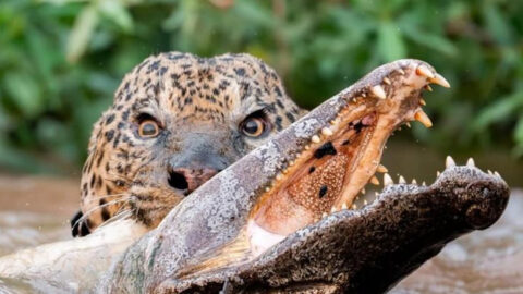 These 30 Cutthroat Animals Will Do Just About Anything to Survive ...
