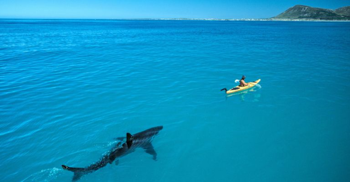 These Are the 10 Colors That Attract Sharks - Exploring Animals