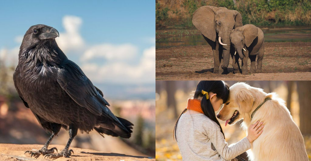 19 Times Animals Shocked the World with Unbelievably Human-Like ...