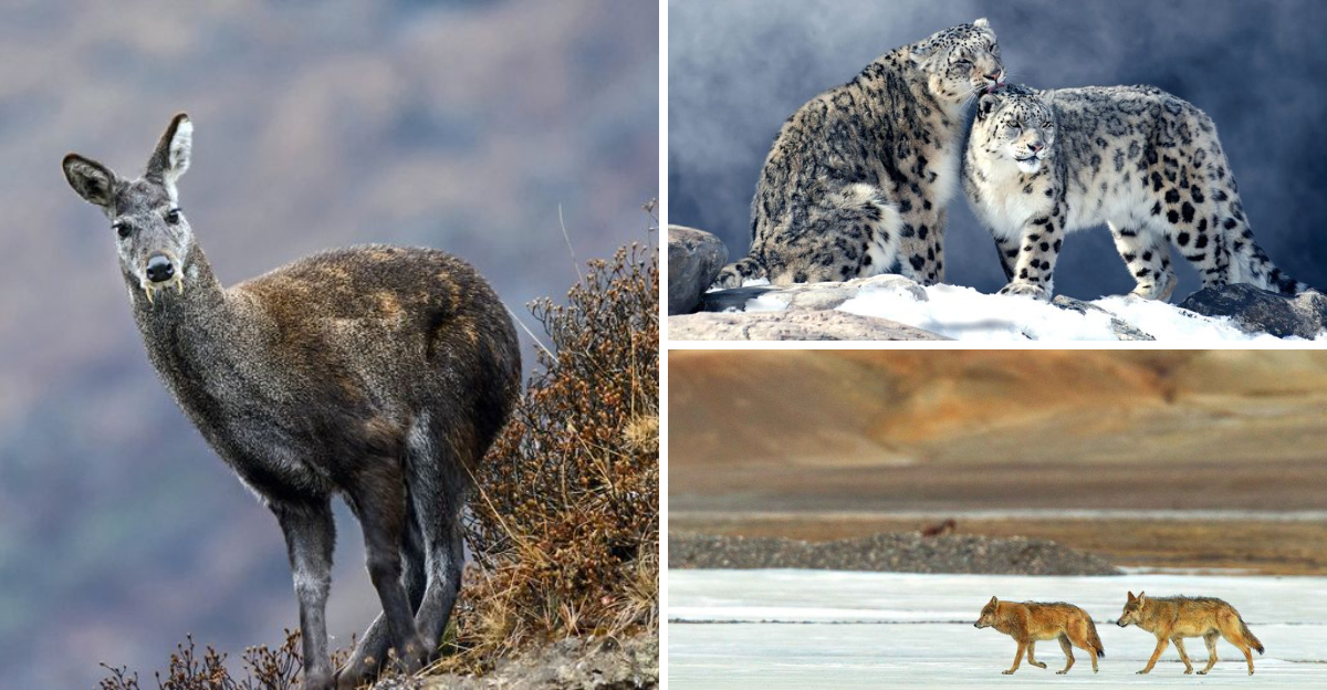 Top 20 Animals and Wildlife in the Himalayas - Exploring Animals