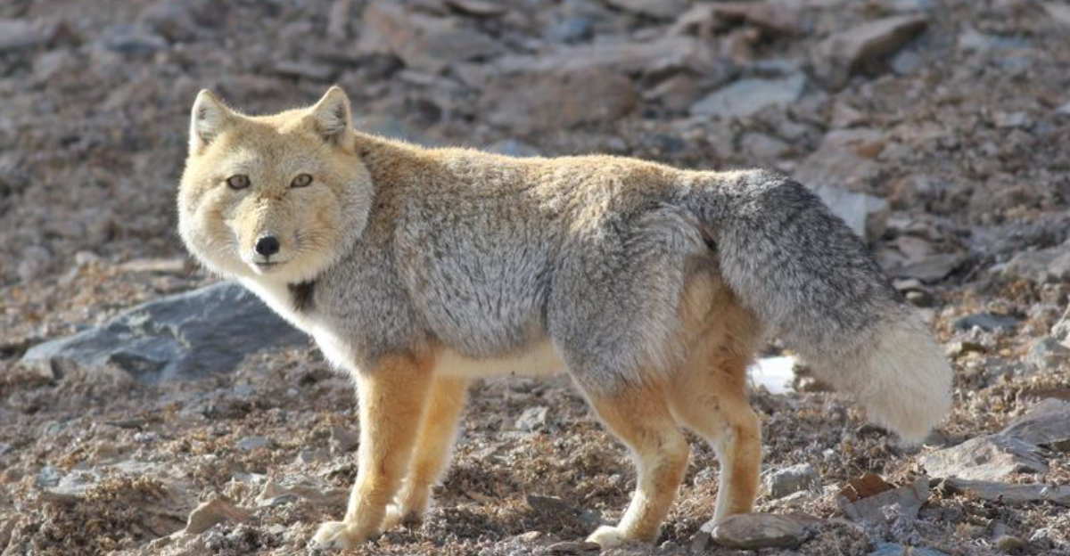 21 True Foxes You Can Find in the Wild Across the Globe - Exploring Animals