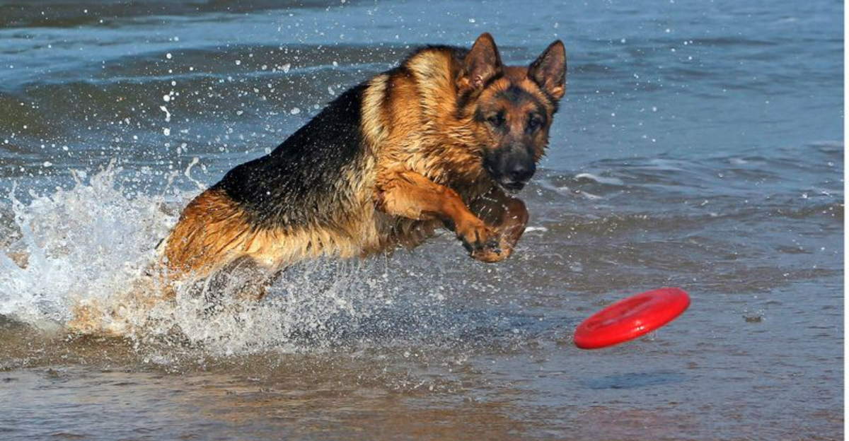 18 Unexplained Reasons Some Pet Dogs Turn Aggressive - Exploring Animals