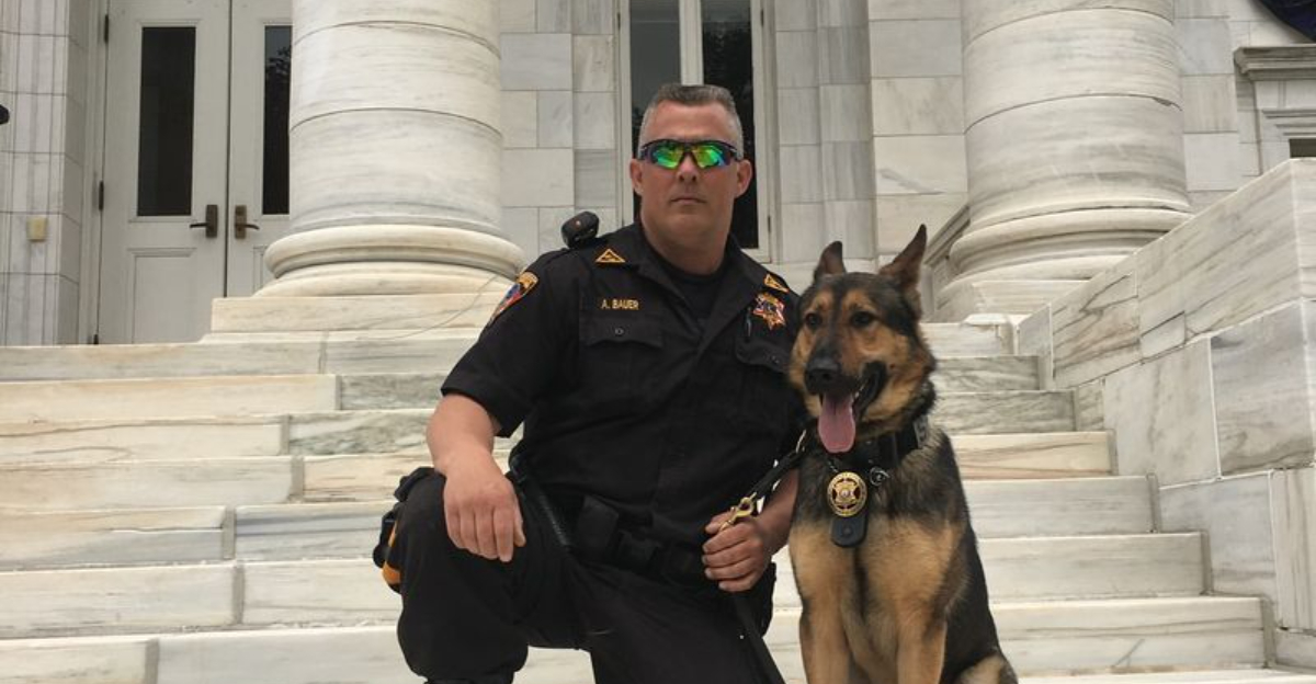 20 Unstoppable Special Forces Dogs That Save Lives With Unmatched ...