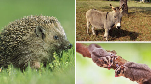 20 Unusual Pets That Are Becoming Trending in 2025 - Exploring Animals