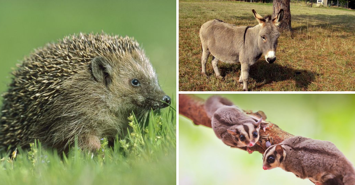 20 Unusual Pets That Are Becoming Trending in 2025 - Exploring Animals