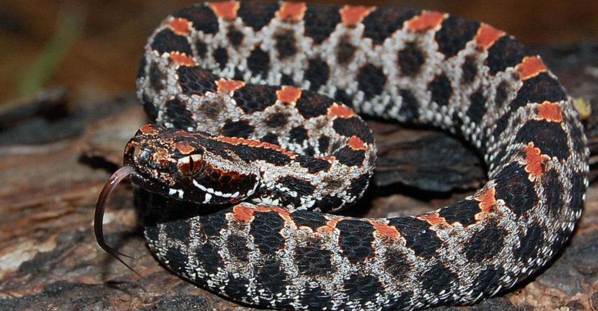 20 Venomous Snakes in the U.S. You’ll Want to Stay Far Away From - Exploring Animals