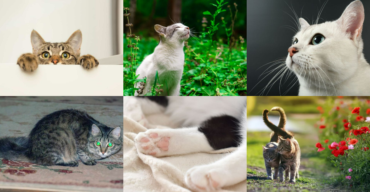 14 Ways Cats Detect Changes in Their Environment Better than Humans ...