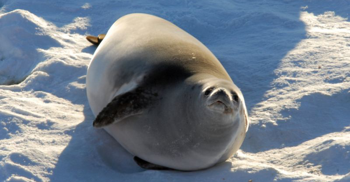 What Animals Live in Antarctica? Meet 23 Cool Creatures That Rule the ...