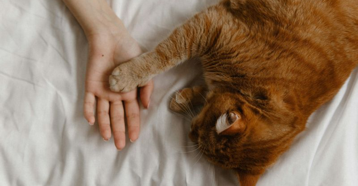When to Put a Cat Down: 13 Signs a Cat is Dying - Exploring Animals