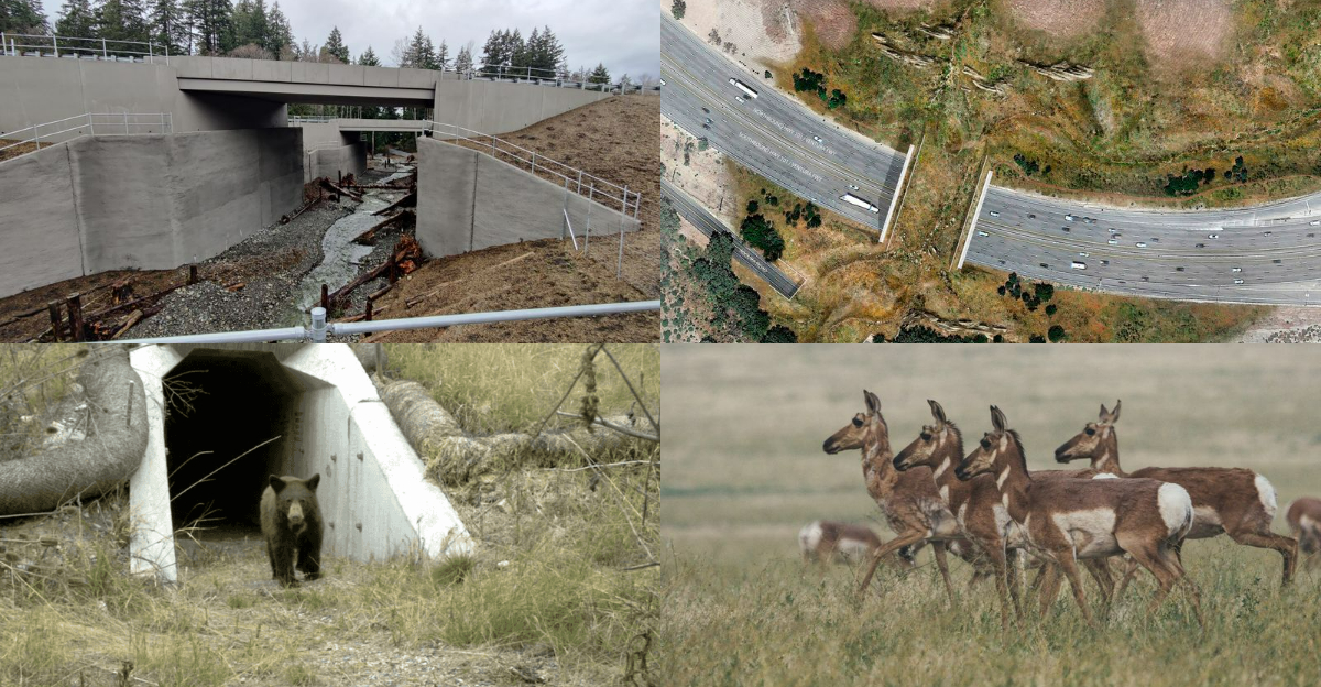 15 Wildlife Roadblocks in America That Connect Nature to Our Everyday ...