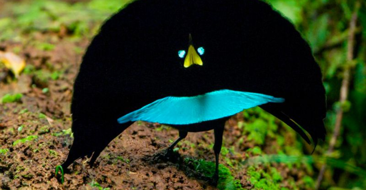 30 of the World’s Most Beautiful Birds You Won’t Believe Exist ...