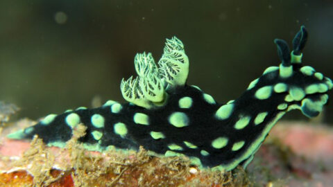 21 Animals That Can Change Shape, Color, or Gender - Exploring Animals