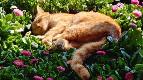 20 Cozy Spots Outdoor Cats Love to Curl Up In - Exploring Animals