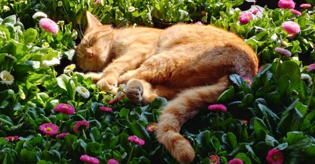 20 Cozy Spots Outdoor Cats Love to Curl Up In - Exploring Animals