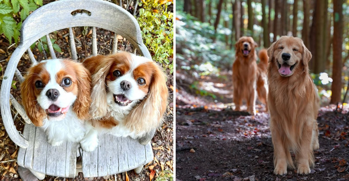 24 Dog Breeds That Are Pure Sunshine on Four Paws - Exploring Animals