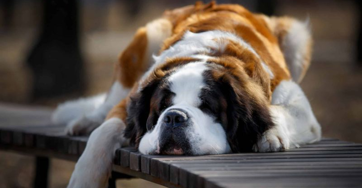 18 Dogs That Overheat Easily—Breeds That Struggle in Hot Climates ...