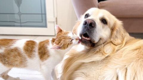 Dogs vs. Cats: Which Is America’s Favorite Pet? 15 Most Popular Pets ...