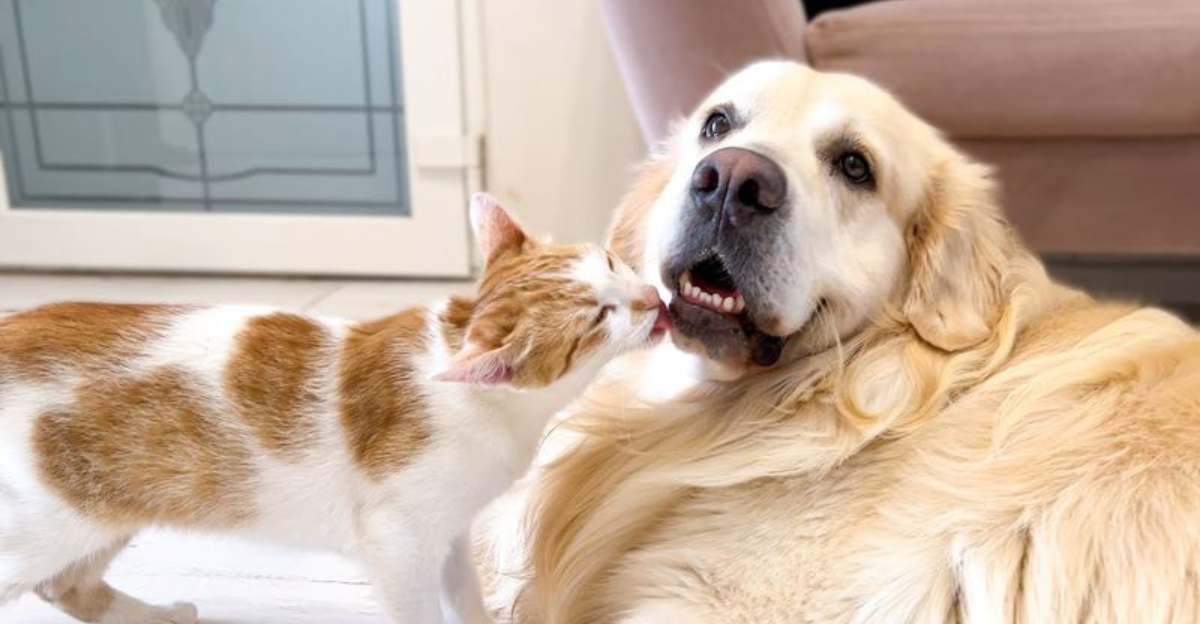 Dogs vs. Cats: Which Is America’s Favorite Pet? 15 Most Popular Pets ...