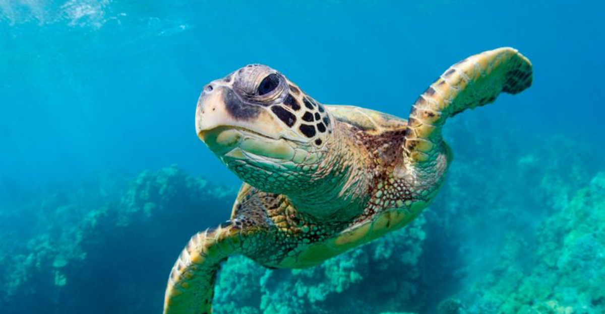 10 Fascinating Facts About the Sea Turtle’s Incredible Ocean Journey ...