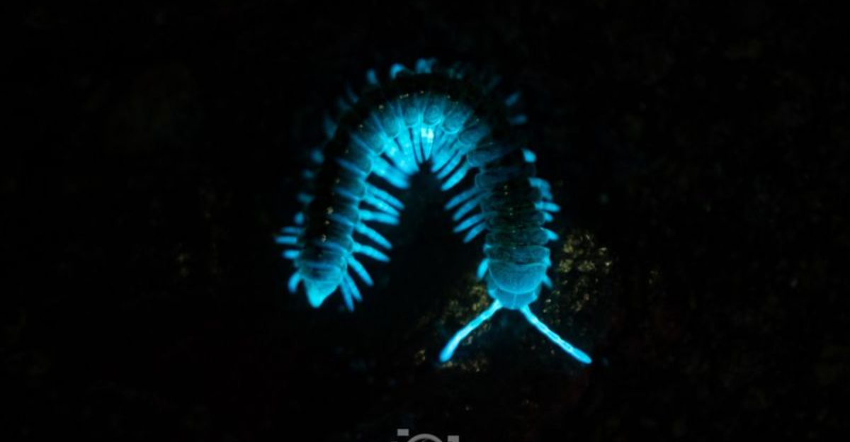 23 Forest Creatures with Surreal Traits Straight Out of a Fantasy Novel ...