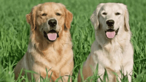 16 Ideal Dog Breeds To Keep Your Golden Retriever Company - Exploring ...
