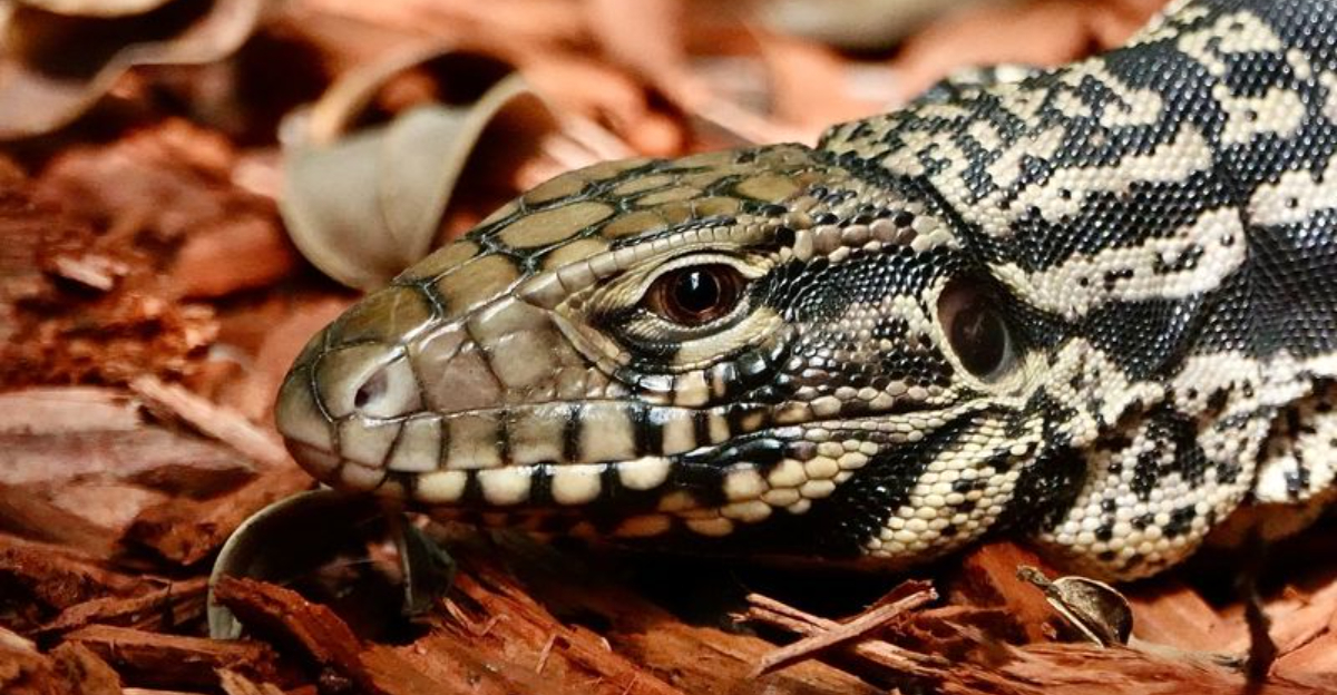 20 Invasive Animals That Are Quietly Taking Over America - Exploring ...