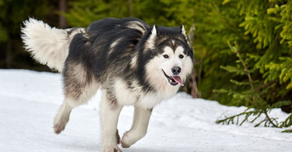 Top 25 Most Athletic Dog Breeds That Need an Active Lifestyle ...