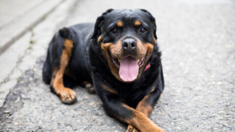 16 of The Most Destructive Dog Breeds - Exploring Animals