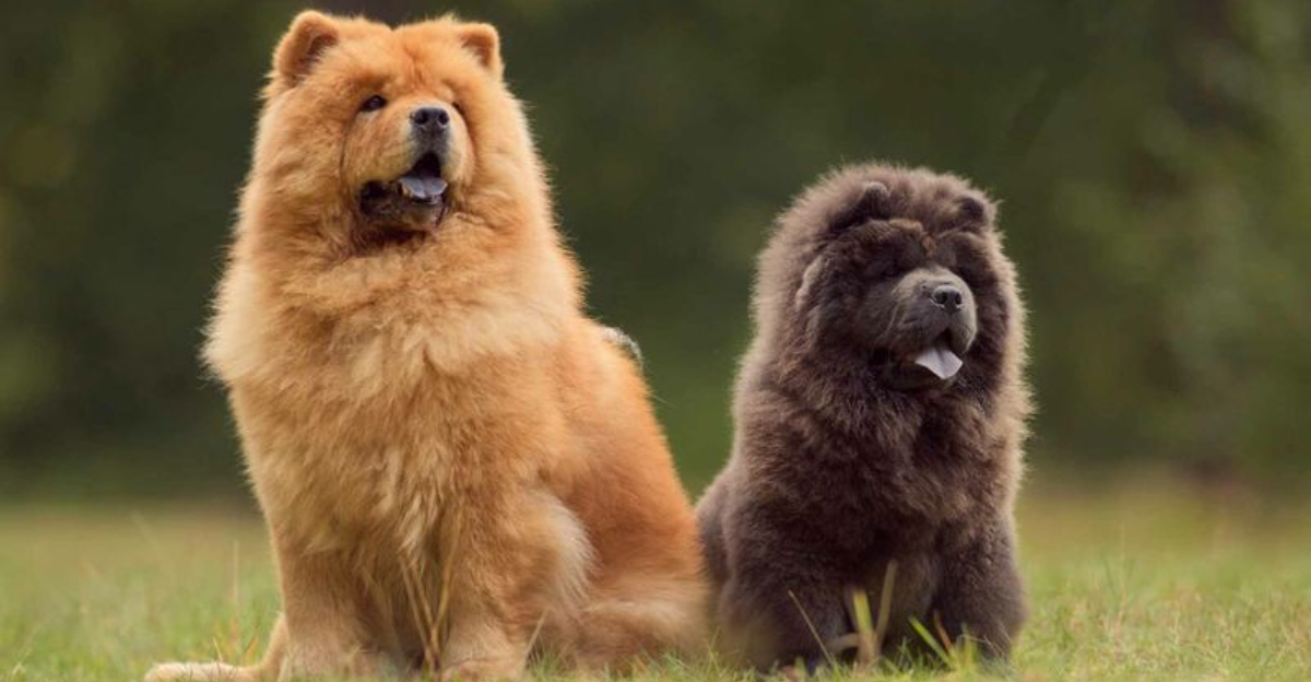 30 Most Expensive Dog Breeds In The U.S. That Are Worth Every Dollar ...