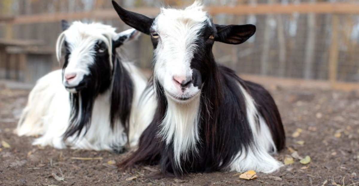 14 Popular Dairy Goat Breeds You Should Know - Exploring Animals