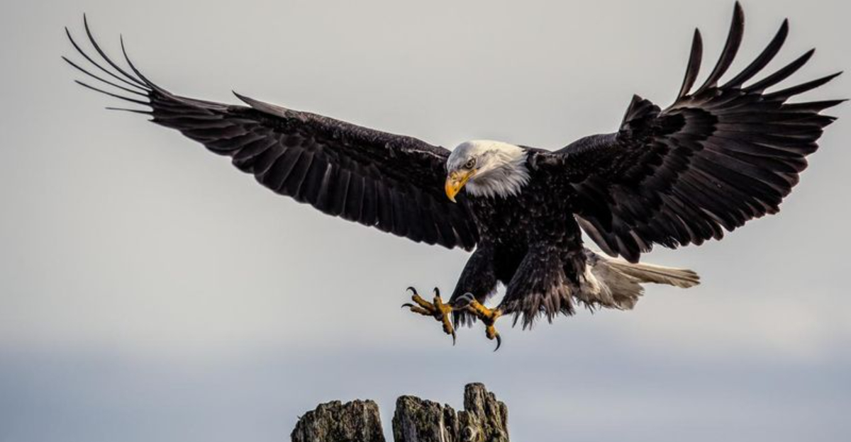 10 Powerful Meanings Behind the Eagle as a Spirit Animal - Exploring ...