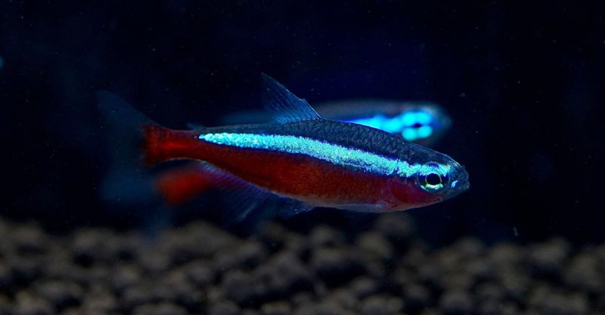 16 Prettiest Fish for Planted Aquariums - Exploring Animals