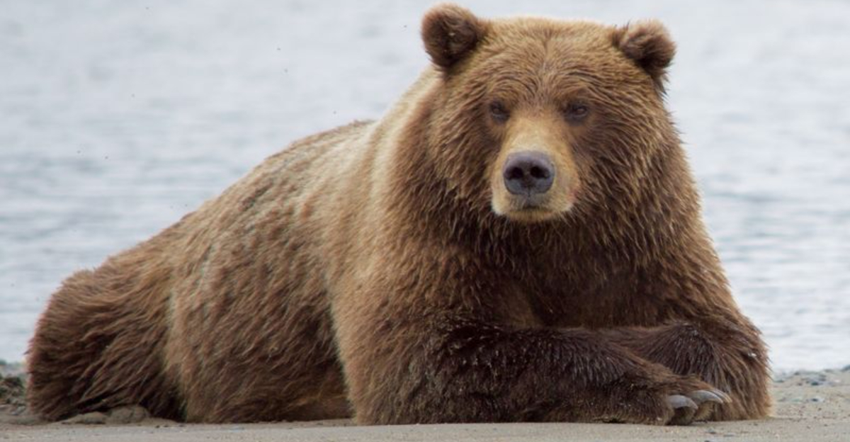 10 Reasons the Bear Is One of the Most Powerful Spirit Animals ...