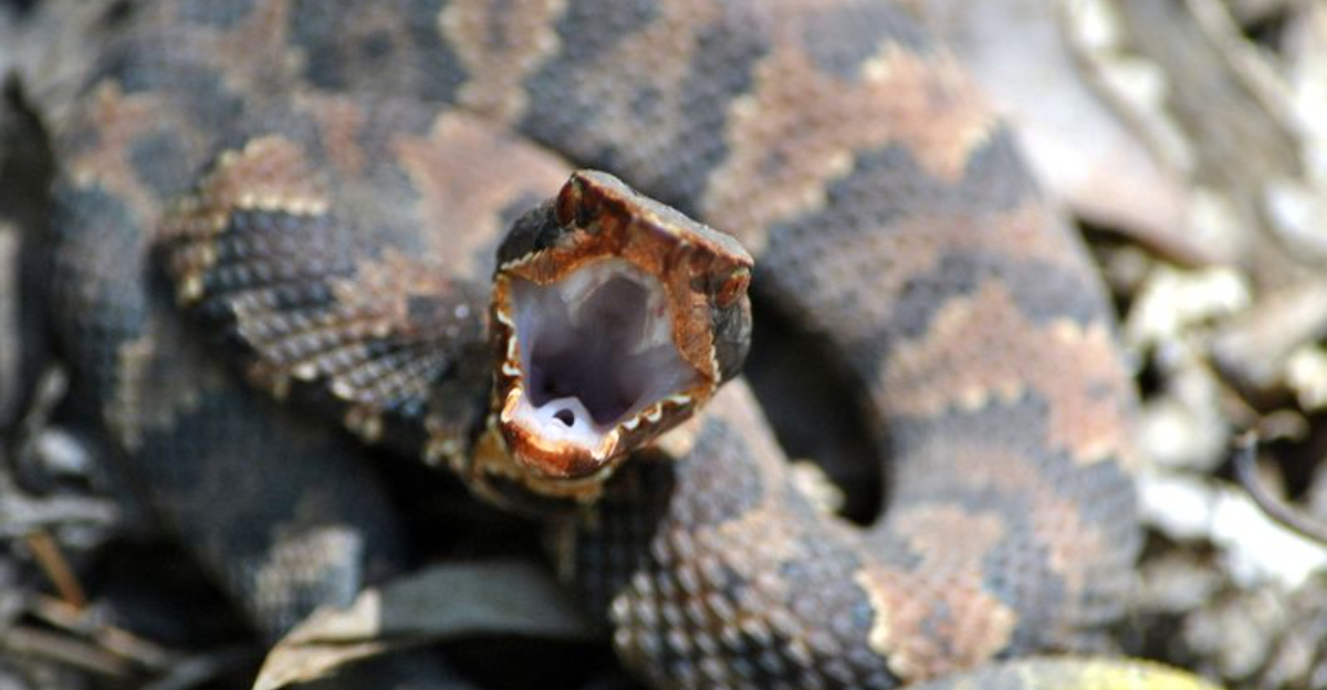 25 of the Scariest Snakes Lurking in American Backyards - Exploring Animals