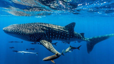 25 Sharks That Prove the Ocean Is More Mysterious Than We Ever Imagined ...