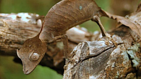 17 Stealthy Animals That Could Be Stalking You on a Hike - Exploring ...