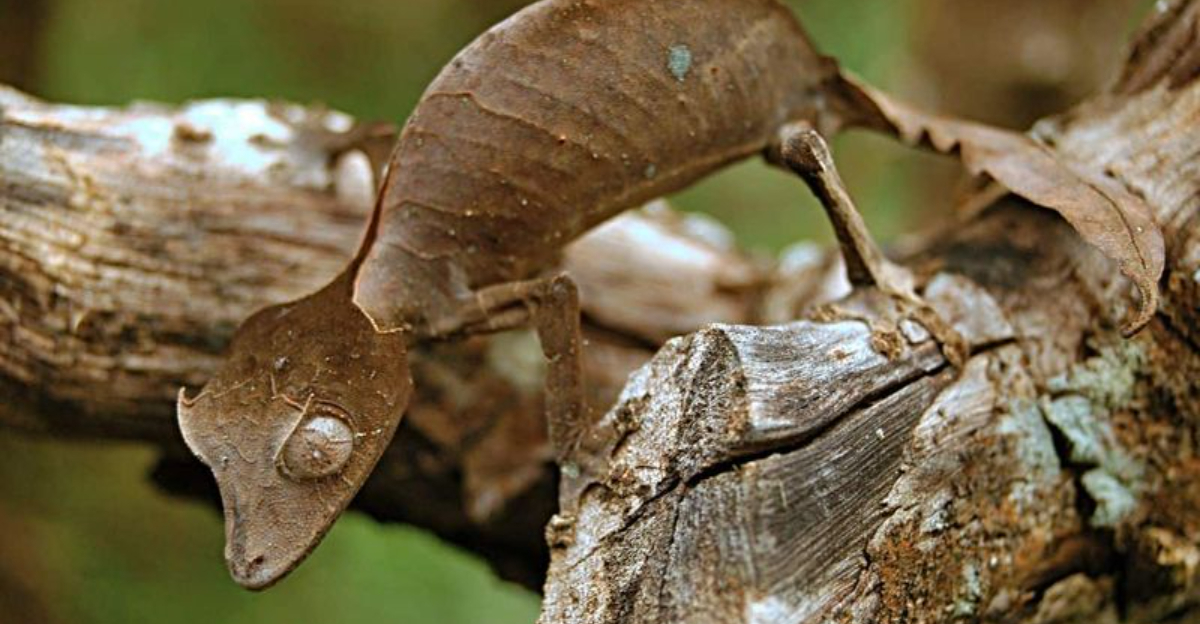 17 Stealthy Animals That Could Be Stalking You on a Hike - Exploring ...