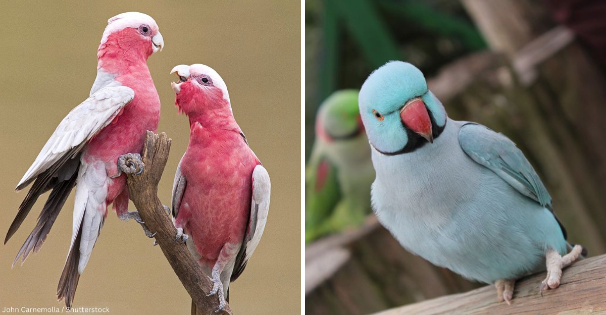 18 Top Gentle Pet Bird Species - Exploring Animals