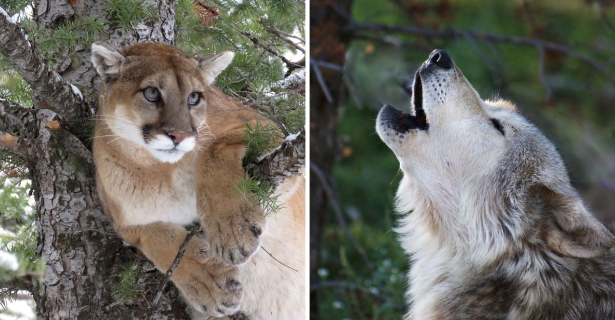 10 Ways Reintroducing Wolves and Cougars Could Change Nature—For Better ...