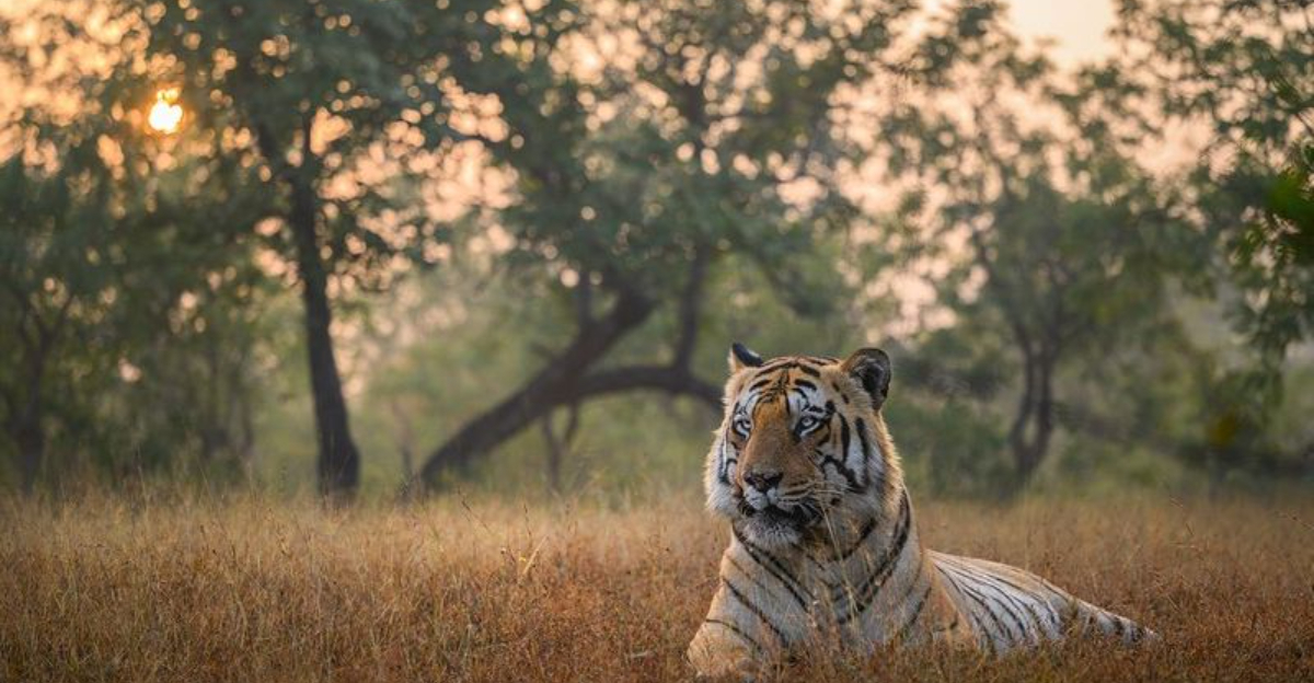 10 Ways the Tiger Spirit Animal Helps You Unlock Inner Strength ...