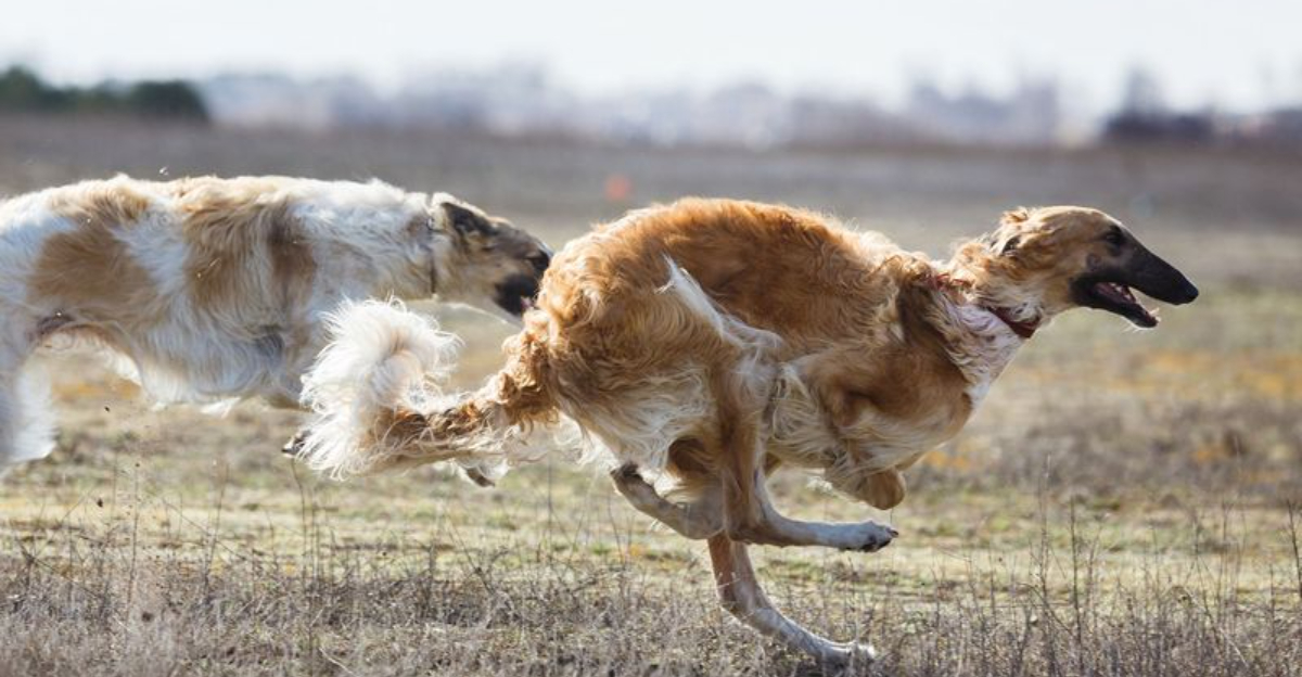 17 of The World's Quickest Dog Breeds - Exploring Animals