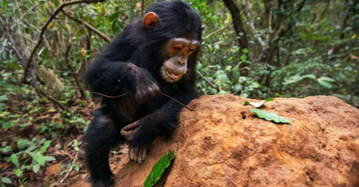 10 Ways Animal Consciousness Is More Sophisticated Than We Thought ...