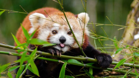 11 Charming Facts About Red Pandas (The Lesser-Known Panda) - Exploring ...