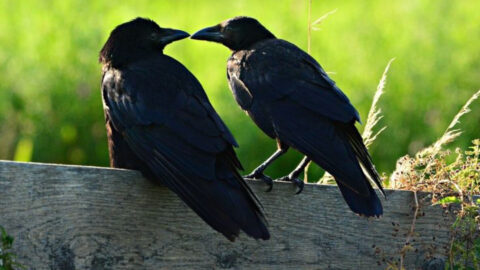11 Unexpected Reasons You Should Make Friends with a Crow - Exploring ...