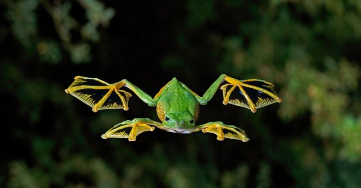 12 Animals That Can “Fly” Without Wings (Gliders of the Animal Kingdom ...