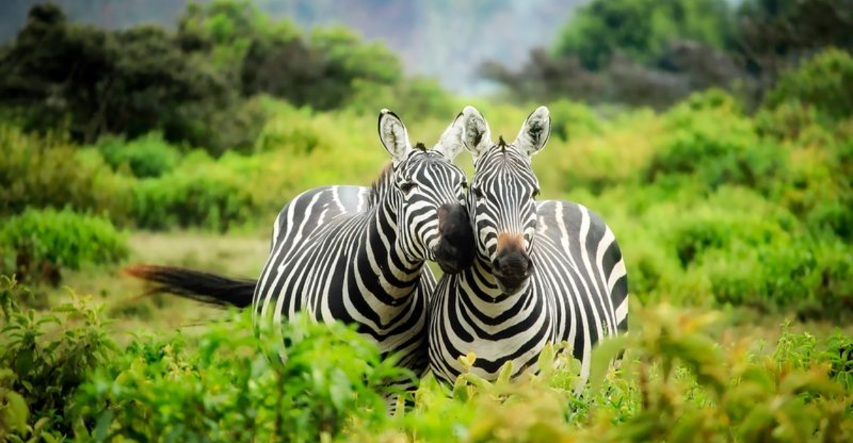 12 Fascinating Reasons Why Zebras Cannot Be Domesticated - Exploring ...