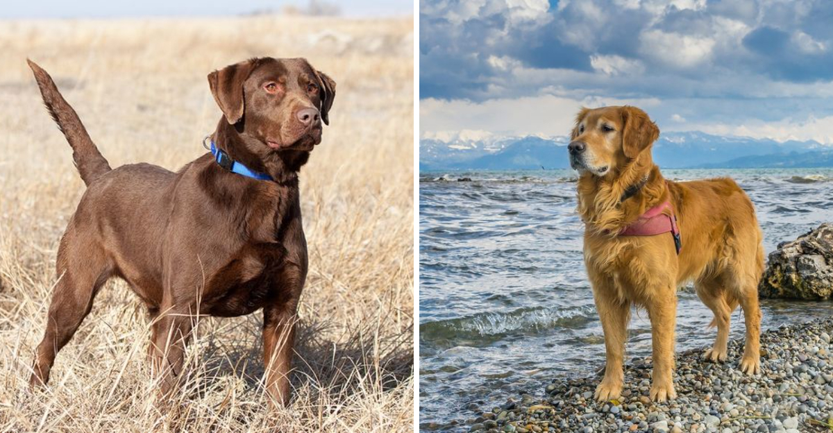 12 Key Traits to Decide Between Labrador and Golden Retrievers - Exploring Animals