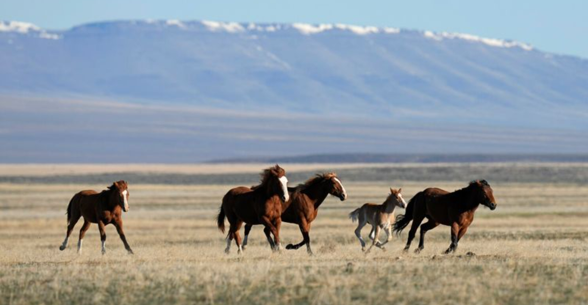 12 Little-Known Facts About Nevada’s Wild Mustang Population ...